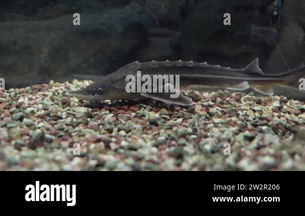Cinematic underwater photo of a Russian sturgeon Scientific name ...