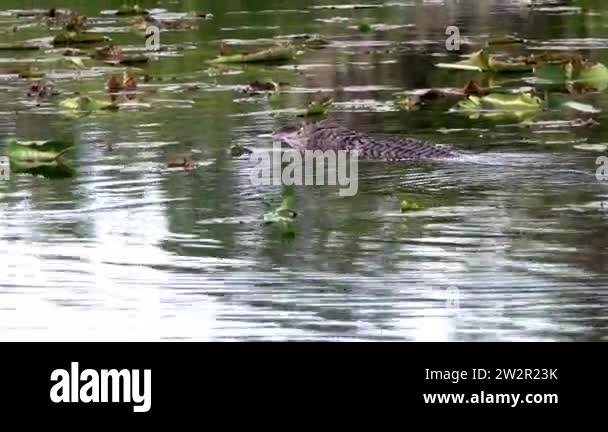Stalks prey Stock Videos & Footage - HD and 4K Video Clips - Alamy