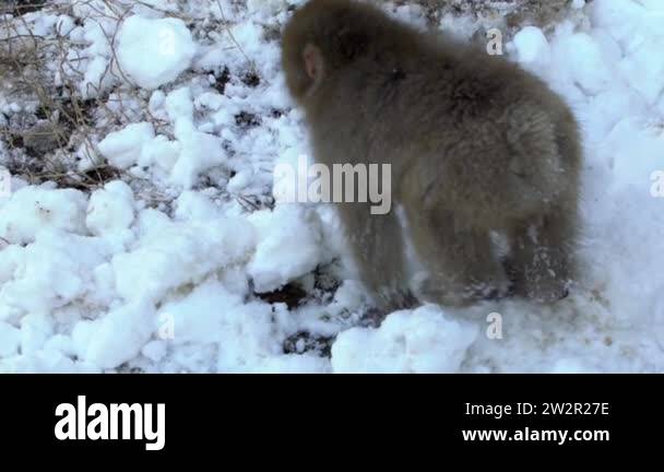 Slow motion. The Jigokudani Monkey Park offers visitors the experience ...