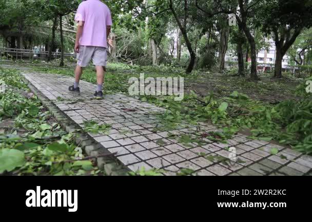 People walking, fallen trees and wreckage from Daan park destroyed by ...