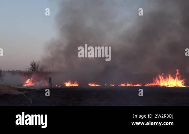 the coastal zone of marsh creek, strong smoke from the fire of liana ...