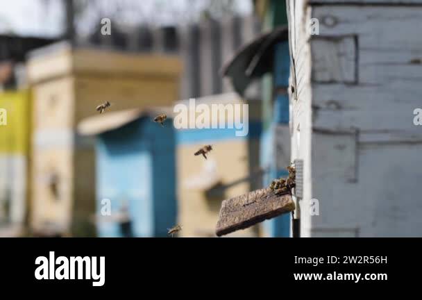 breeding of bees, swarm of hard-working bees brings freshly collected pollen and nectra to their ...
