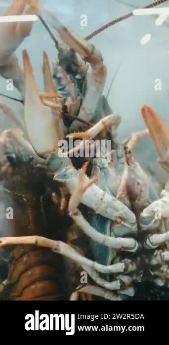 Claws up Stock Videos & Footage - HD and 4K Video Clips - Alamy