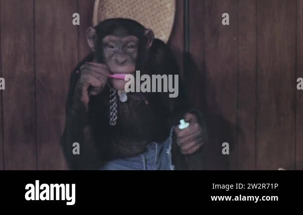 Monkey cleaning teeth Stock Videos & Footage - HD and 4K Video Clips ...
