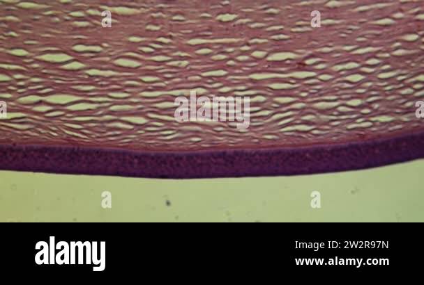 Cornea microscope Stock Videos & Footage - HD and 4K Video Clips - Alamy