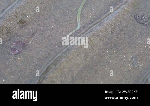 Phyllodoce Stock Videos & Footage - HD and 4K Video Clips - Alamy