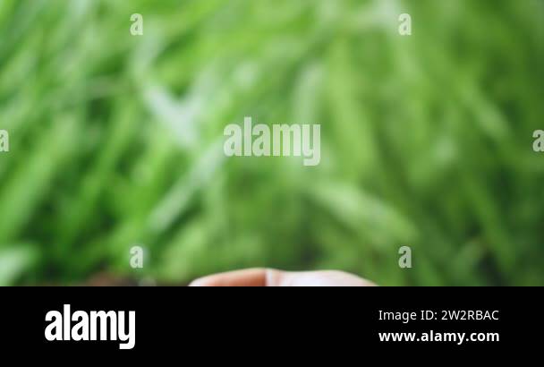 Macro Growing Green Plant. Young plant. The Sapling are growing from ...