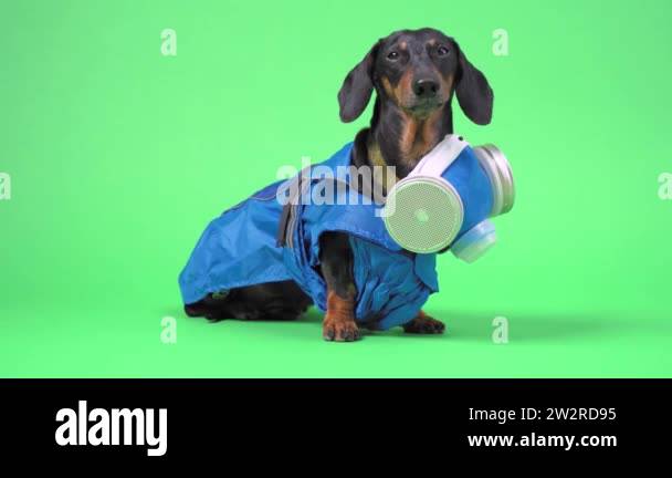 portrait of a cute dachshund dog, black and tan, wearing in a hazardous ...
