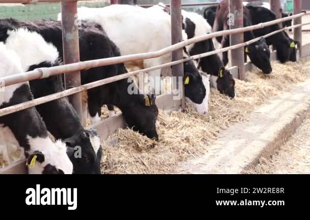 Cute young calves in a farm cowshed. Calves in the cowshed in dairy ...