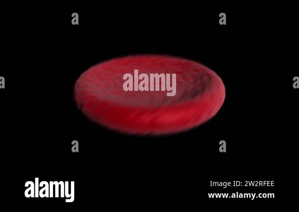 red blood cell rotates in the blood circulation - loop 3D animation ...