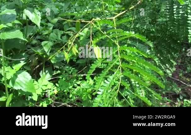 Biancaea sappan (Caesalpinia sappan L., sappanwood, secang, sepang ...
