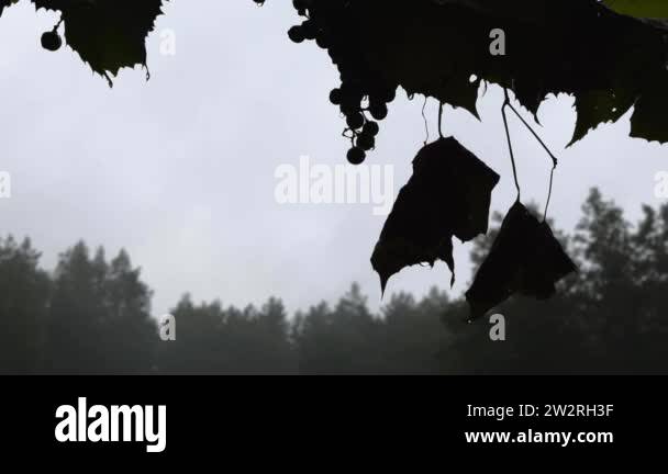 Fade leaves Stock Videos & Footage - HD and 4K Video Clips - Alamy