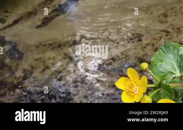 Ranunculus detail Stock Videos & Footage - HD and 4K Video Clips - Alamy