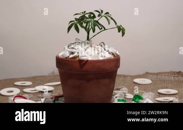 Green growing plant in pot full of plastic dirt trash. Agriculture and ...