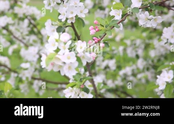 The apple tree blossoms, the branches of apple trees sweep in the wind ...