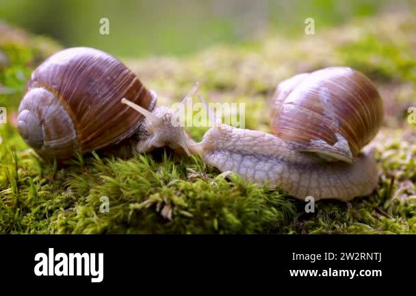 Helix pomatia also Roman snail, Burgundy snail, edible snail or ...