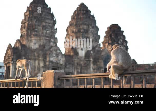 Monkeys that live in the Phra Prang Sam Yot Famous tourist, Landmark ...