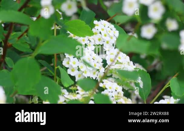 Good shrub for a small garden Stock Videos & Footage - HD and 4K Video ...