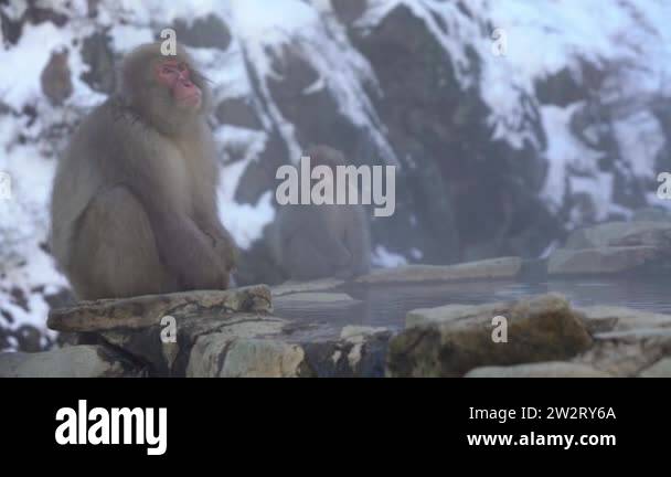 The famous snow monkeys drinking water in a natural onsen hot springs ...