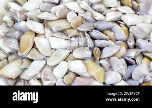 Donax trunculus, an edible species of saltwater clam, is a bivalve ...