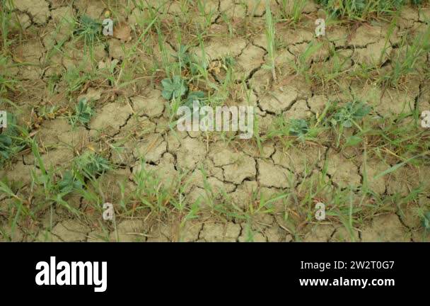 Very drought dry field land wheat Triticum aestivum, drying up soil ...