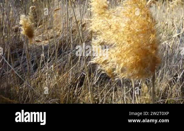 Reed stick field Stock Videos & Footage - HD and 4K Video Clips - Alamy
