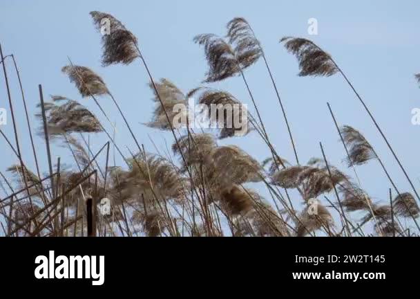Bend wind Stock Videos & Footage - HD and 4K Video Clips - Alamy