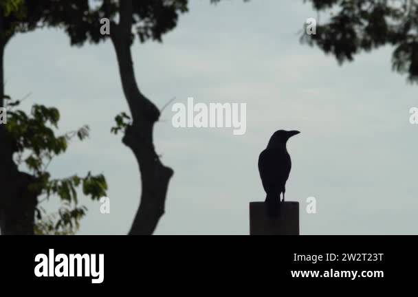 The crow stand Stock Videos & Footage - HD and 4K Video Clips - Alamy