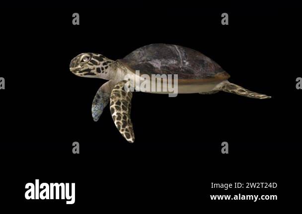 Turtle side view vector Stock Videos & Footage - HD and 4K Video Clips ...