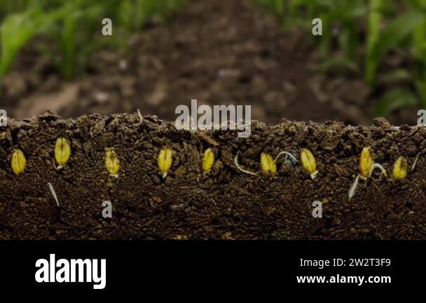 Macro Time lapse video of a bean seeds growing from the ground in soil ...