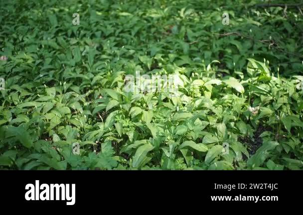 Field of green plants of ramson - wild garlic (Allium ursinum) in woods ...