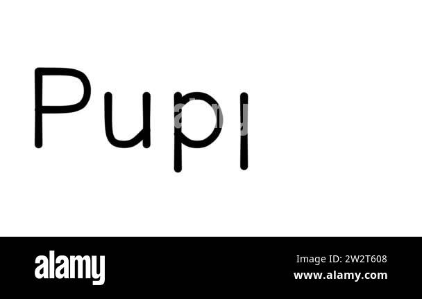 Puppet Handwritten Text Animation in Various Sans-Serif Fonts and ...