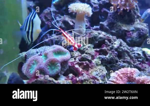 Scarlet skunk cleaner shrimp lysmata Stock Videos & Footage - HD and 4K ...