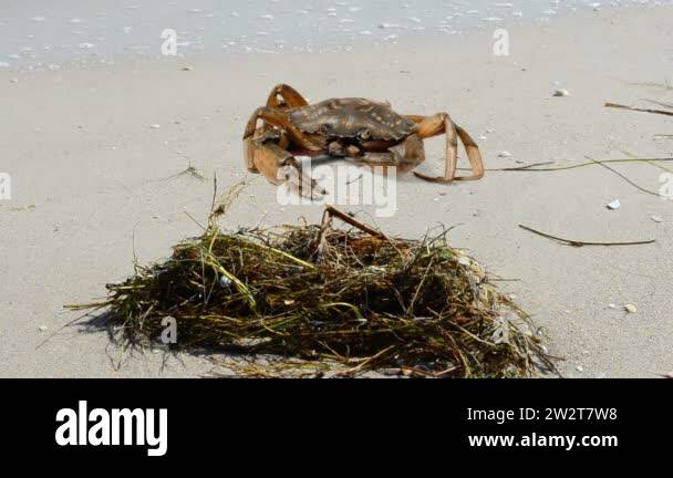Crab on the beach. Shooting on the beach Stock Video Footage - Alamy