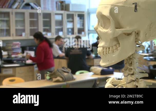 Skeleton in Science class with middle students in the back ground (2 of ...