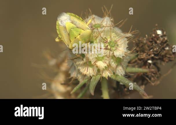 Stink bug hemiptera order Stock Videos & Footage - HD and 4K Video ...