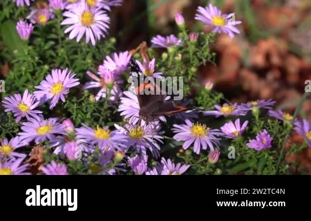 Butterfly pollination proboscis Stock Videos & Footage - HD and 4K ...
