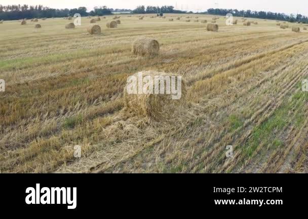 A wheat field was harvested; haystacks lay around it. A stack of hay ...