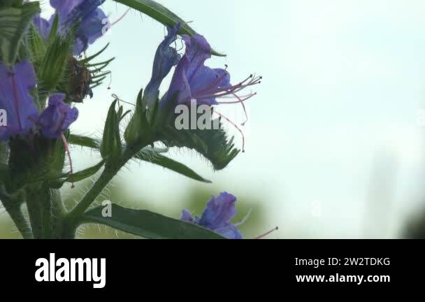 Large species of hawk Stock Videos & Footage - HD and 4K Video Clips ...