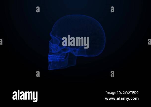 3D hologram of blue human skull on black background. Digital animation ...