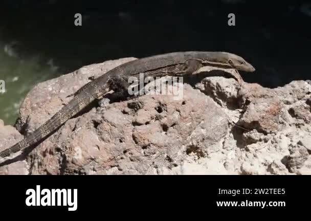 Lizard walking on water Stock Videos & Footage - HD and 4K Video Clips ...