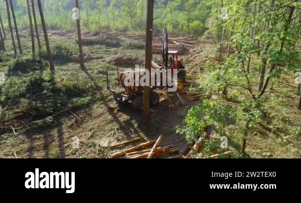 Timber loading, loading logs into a truck, timber processing, deforestation, timber loading with ...