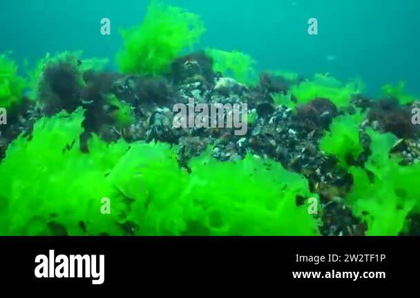 Green algae black sea ulva Stock Videos & Footage - HD and 4K Video Clips - Alamy