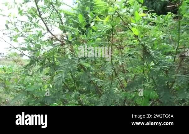 Mimosa pigra with natural background. Mimosa pigra, commonly known as ...