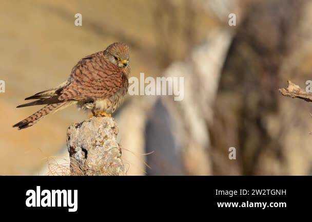 Female Lesser Kestrel on a Spanish farmhouse rooftop. Falco naumanni ...