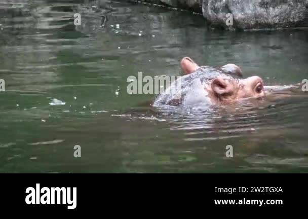 4K Common hippopotamus sticking out its head from freshwater lake. Wild ...