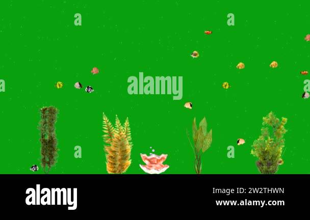Swimming aquarium fishes green screen motion graphics Stock Video ...