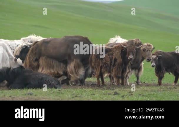 Herd of yak flock in Asian Meadow. domestic yak bovid bos grunniens ...