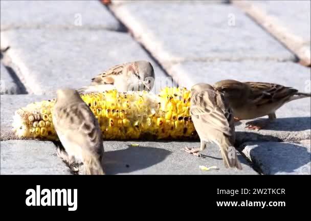 Feeding birds flight square Stock Videos & Footage - HD and 4K Video ...