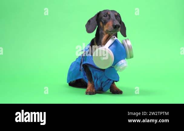 portrait of a cute dachshund dog, black and tan, wearing in a hazardous ...